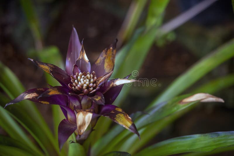 Bromeliad flower stock photo. Image of color, nature - 232907030