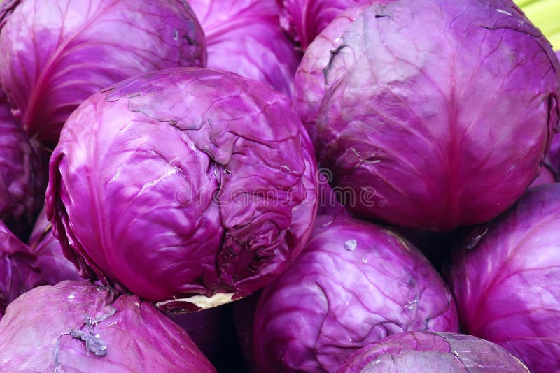 Cabbages stock image. Image of cabbage, vegetable, produce - 29864455