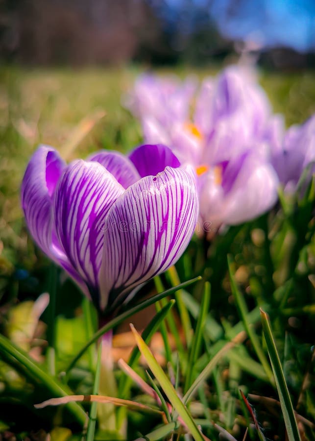 Crocus close up stock image. Image of crocus, blur, floral - 176333039