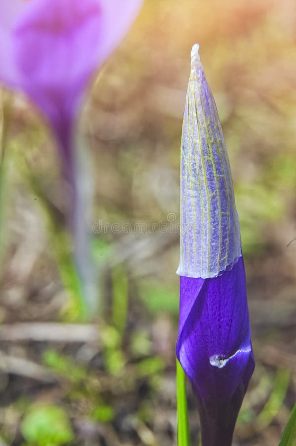 58,863 Warm Natural Spring Light Stock Photos - Free & Royalty-Free ...