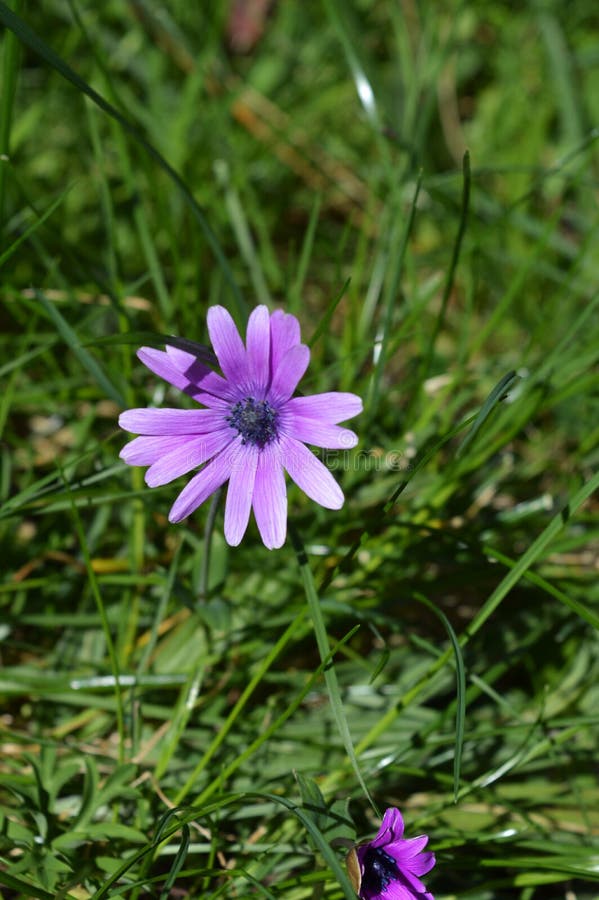 Close-up of a Purple Daisy, Nature, Macro Stock Photo - Image of spring ...