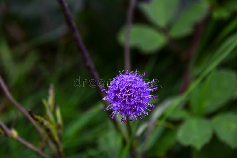 Purple dandelion. stock photo. Image of plant, details - 126678