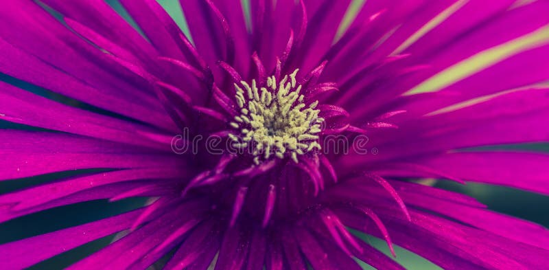 Flower Abstract stock image. Image of life, green, beauty - 4421765