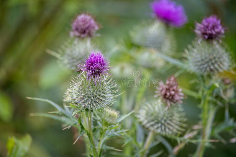 Close Up of Purple Flower of Field Thistle Plant with Diffused ...