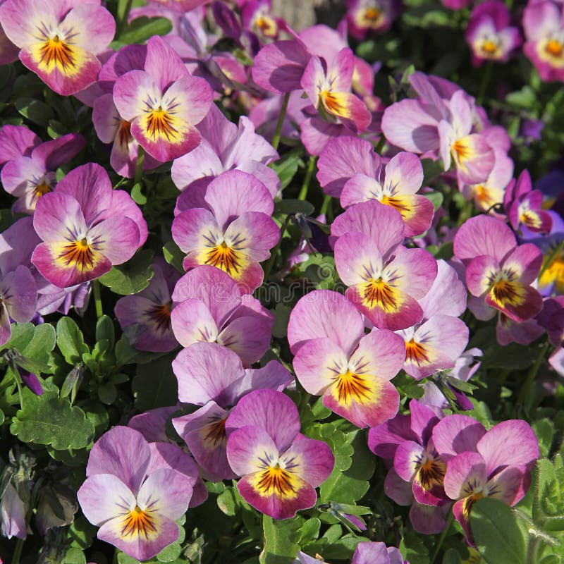 Close-up of Purple Flowers of Viola Cornuta in Pot Stock Photo - Image ...