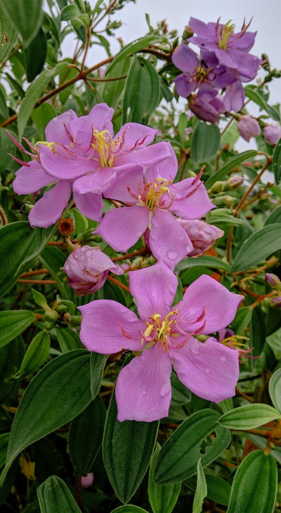 Close up a purple flowwer stock image. Image of green - 269300913