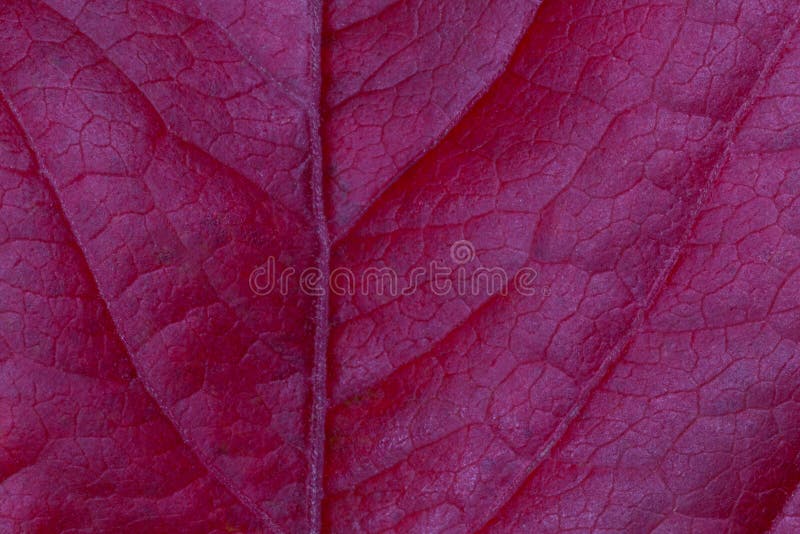 Close Up of Purple Grape Leaf Texture Stock Image - Image of purple ...