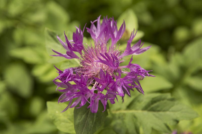 Close-up: Purple Greater Knapweed Blossom Stock Photo - Image of ...