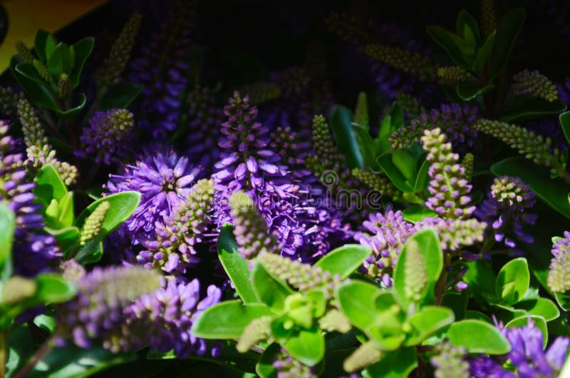Close Up of a Purple Hebe Flower in Bloom Stock Photo - Image of purple ...