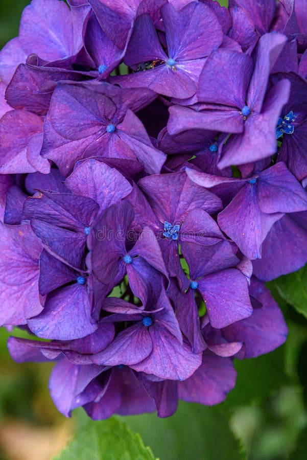 Close Up of a Purple Hydrangea Bloom Growing in a Garden, Green Leaves ...