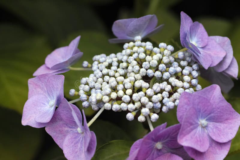 Mountain Hydrangea or Tea of Heaven Flower Stock Image - Image of bloom ...