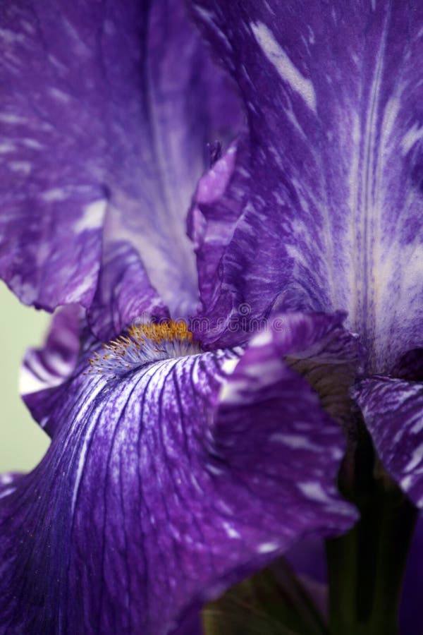 Close Up Side View of a Purple Iris Flower in Full Bloom Stock Photo ...
