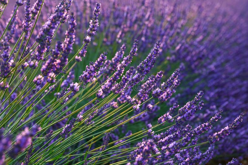 Close Up Purple Lavender Flowers Stock Image - Image of plant, field ...
