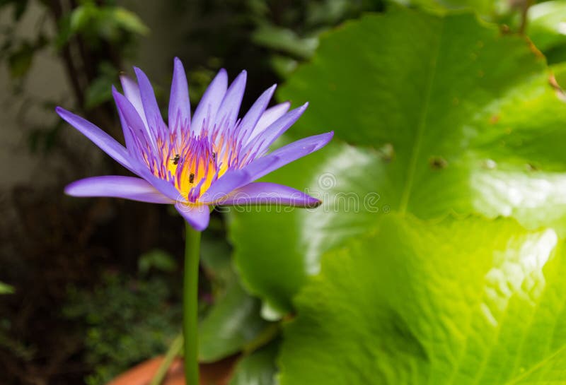Close Up Purple Lotus with Insects Stock Photo - Image of blooming ...