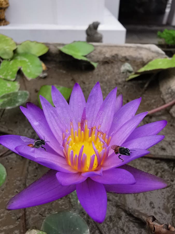 Close Up Purple Lotus without Leave Stock Image - Image of close, water ...