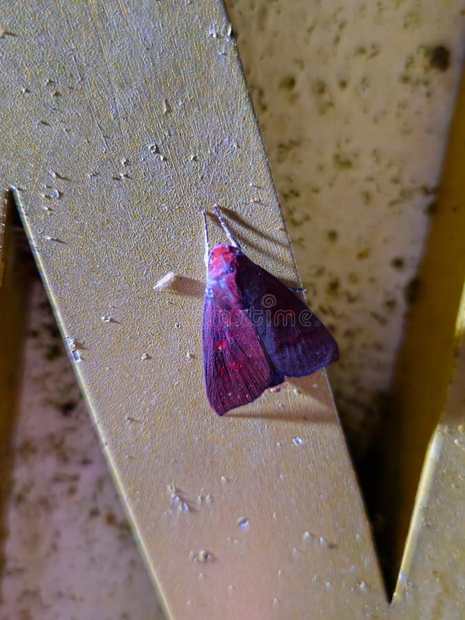 Close Up a Purple Moth Perching on a Wall in the Night Stock Photo ...