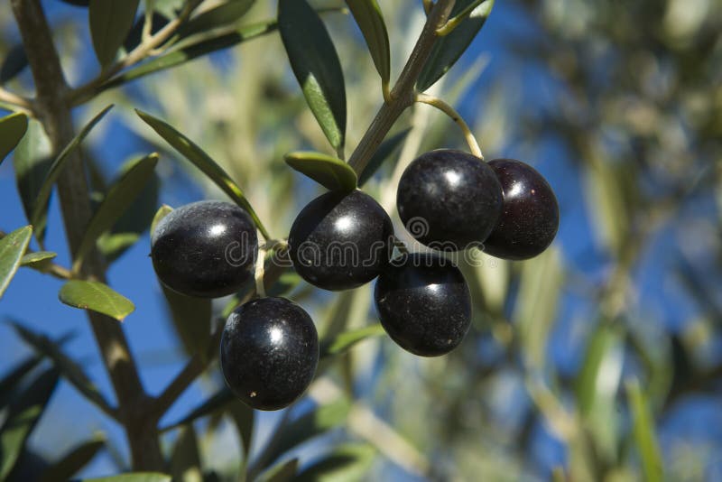 Close-up of purple olives stock photo. Image of food - 28460478
