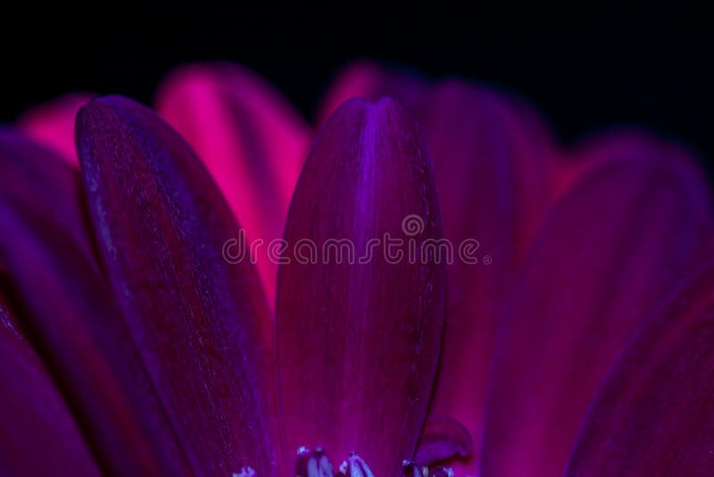 Close Up of Purple/red Flower Petals Stock Image - Image of stigma ...