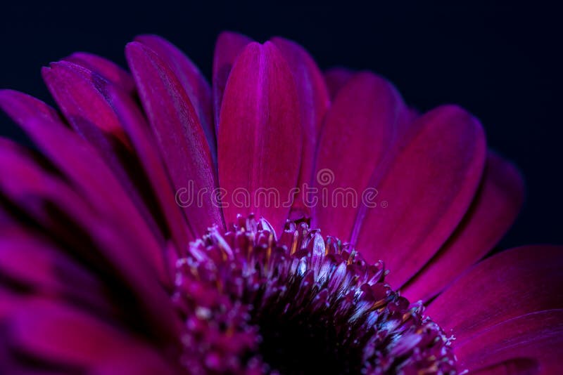 Close Up of Purple/red Flower Petals Stock Image - Image of stigma ...