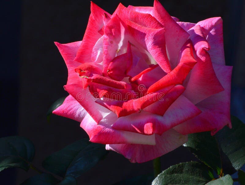 Close Up of Purple and Red Rose Stock Photo - Image of background ...