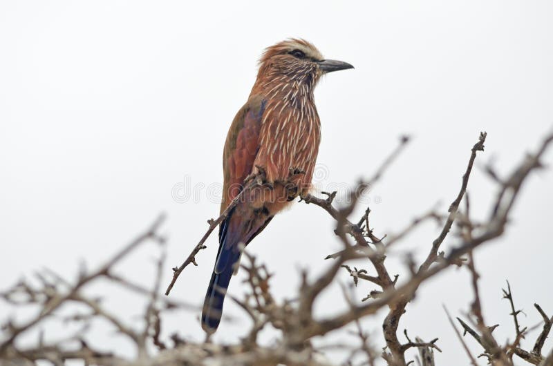 Close-up of Purple Roller on Branch, White Sky Stock Photo - Image of ...