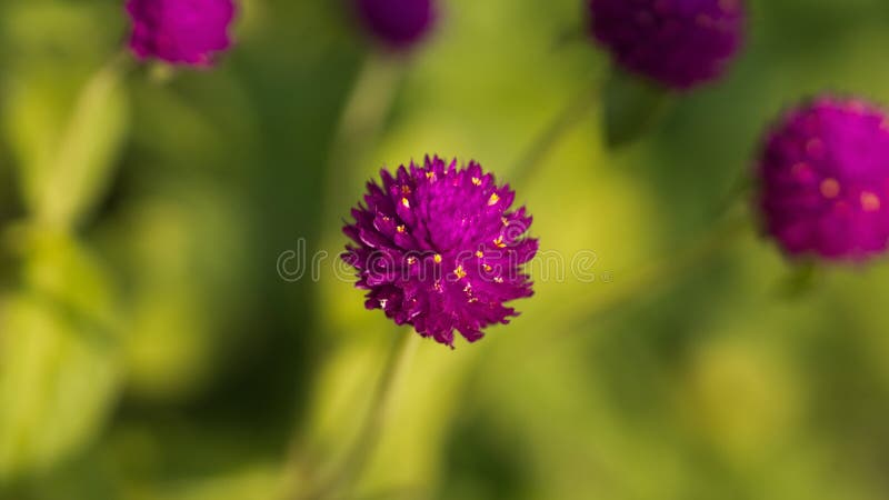 Close-up of a Purple Round Flower. Stock Image - Image of purple ...