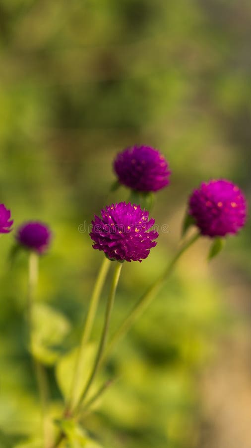 Close-up of a Purple Round Flowers in a Field. Stock Photo - Image of ...