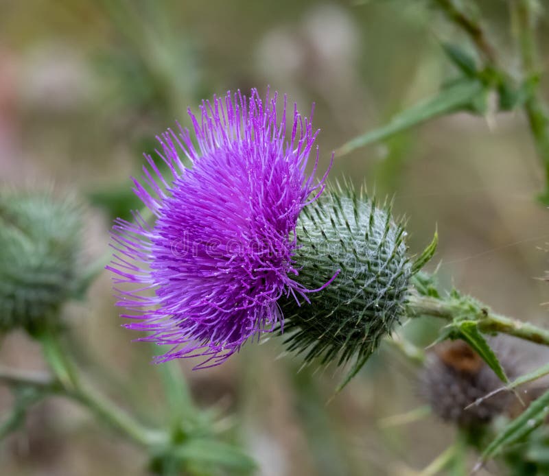 Close-up of Purple Scottish Thistle Flower Stock Photo - Image of head ...
