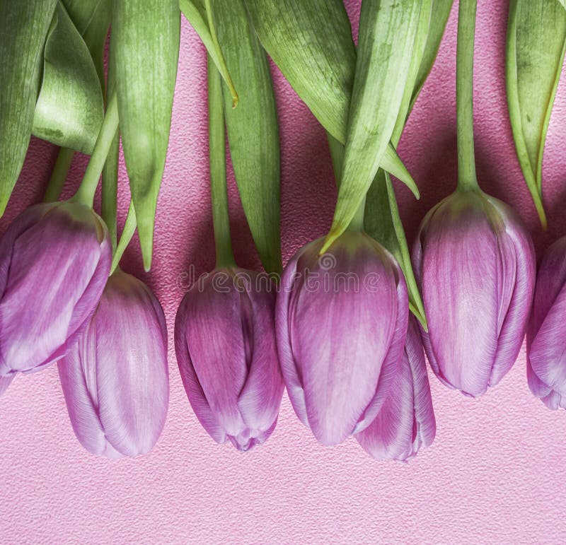 Purple Tulips from Garden in Turkey, Cumra. Stock Photo - Image of ...