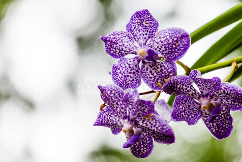 Close Up Purple Vanda Coerulea Orchid Stock Photo - Image of tropical ...