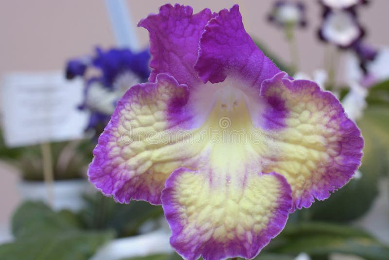 Close-up of Purple Violets Blossom on a Blurred Background Stock Photo ...