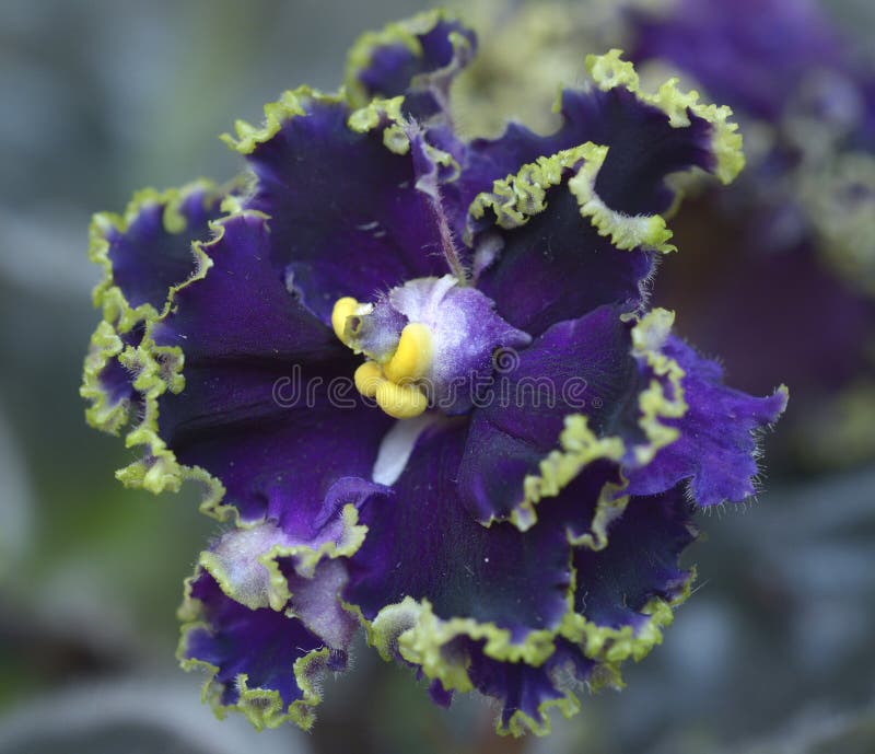 Close-up of Purple Violets Blossom on a Blurred Background Stock Photo ...