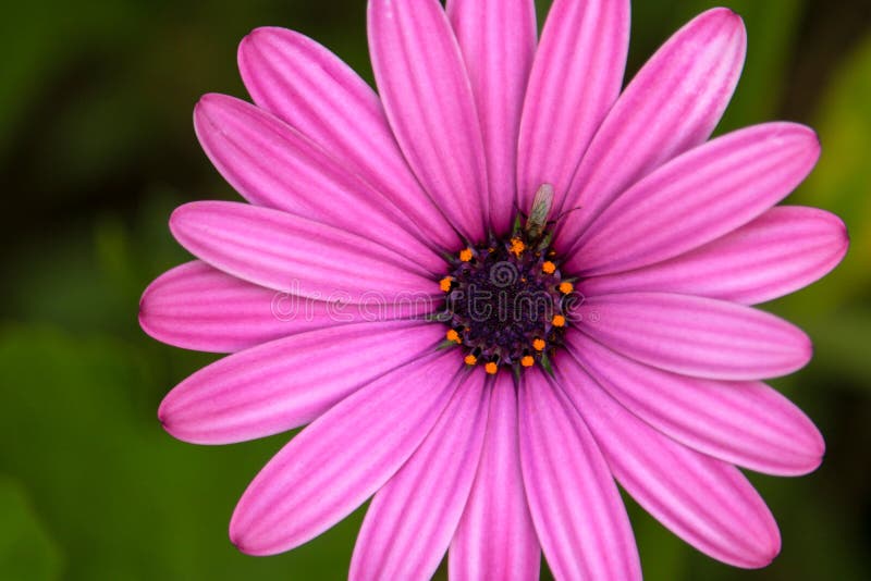 Purple Vygie Flower Close Up Stock Image - Image of insect, flower ...