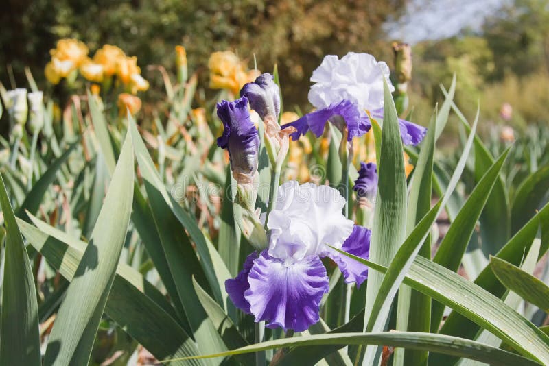 Cross Current Tall Bearded Iris Stock Photo - Image of bearded, leaf ...