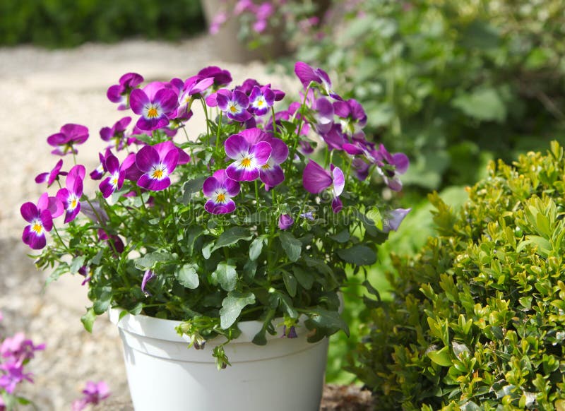 Close-up of Purple and White Flowers of Viola Cornuta in Pot Stock ...