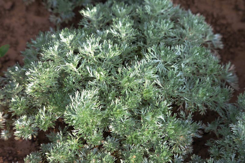 Close Up of Pygmy Absinth Plant Stock Photo - Image of medicine, leaf ...