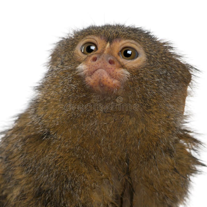 Close-up of Pygmy Marmoset or Dwarf Monkey, Cebuella Pygmaea Stock ...