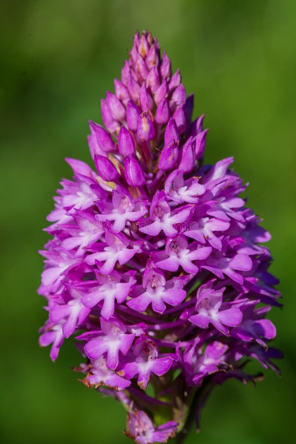 Pyramid Orchid Anacamptis Pyramidalis Flower Stock Photo - Image of ...