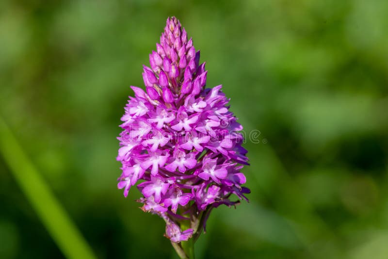 Anacamptis Pyramidalis - Wild Orchid Stock Image - Image of wild ...