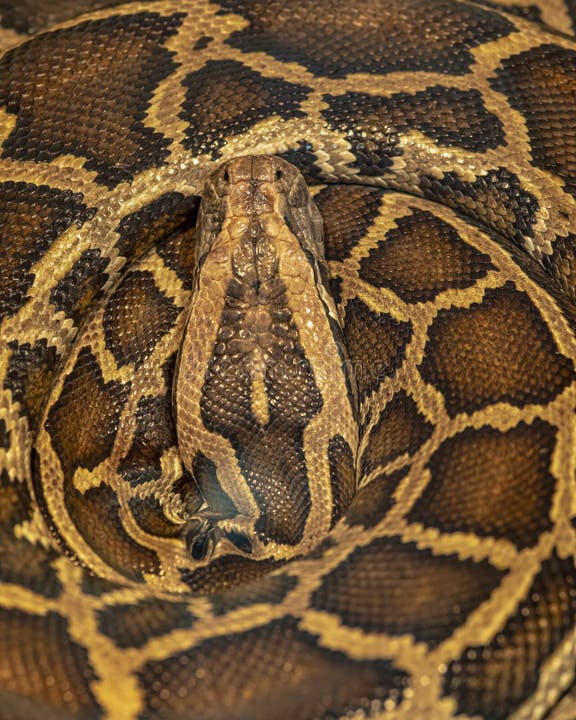 Close-up of Python Curled Up in Rings. Photo of a Reticulated Python ...