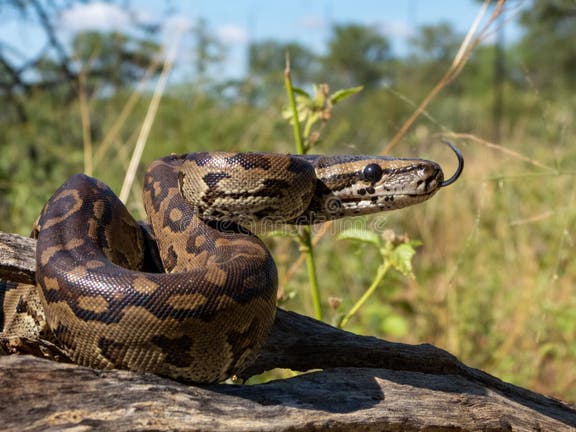 Close-up of a Python in Its Natural Habitat. Stock Photo - Image of coil, wilderness: 371834346