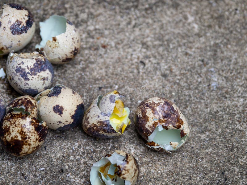 Close Up of Quail Eggs Shell on the Cement Floor. Stock Photo - Image ...