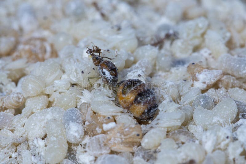 Close Up of Queen Ant and Red Ant Egg Stock Image - Image of animal ...
