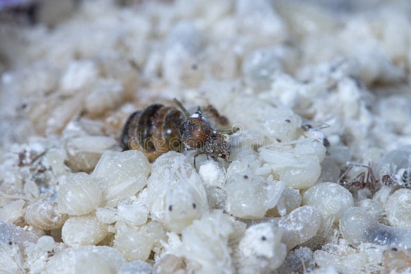 Close Up of Queen Ant and Red Ant Egg Stock Photo - Image of ...