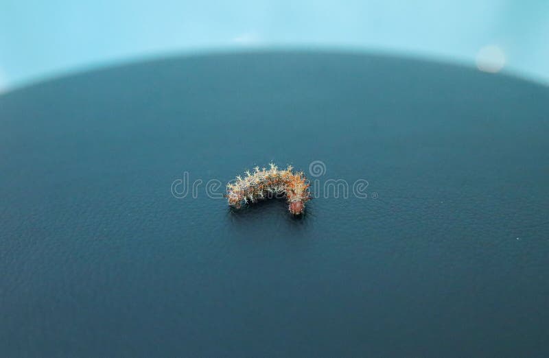 Close-up of a Question Mark Caterpillar Stock Illustration ...