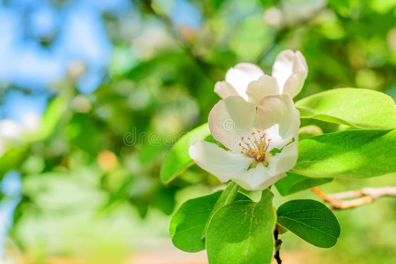 Close-up of quince flower stock image. Image of closeup - 92372503