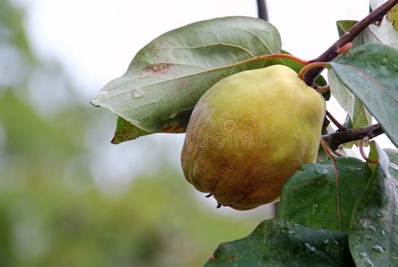Close-up of Quince Fruit on a Quince Tree Stock Illustration ...