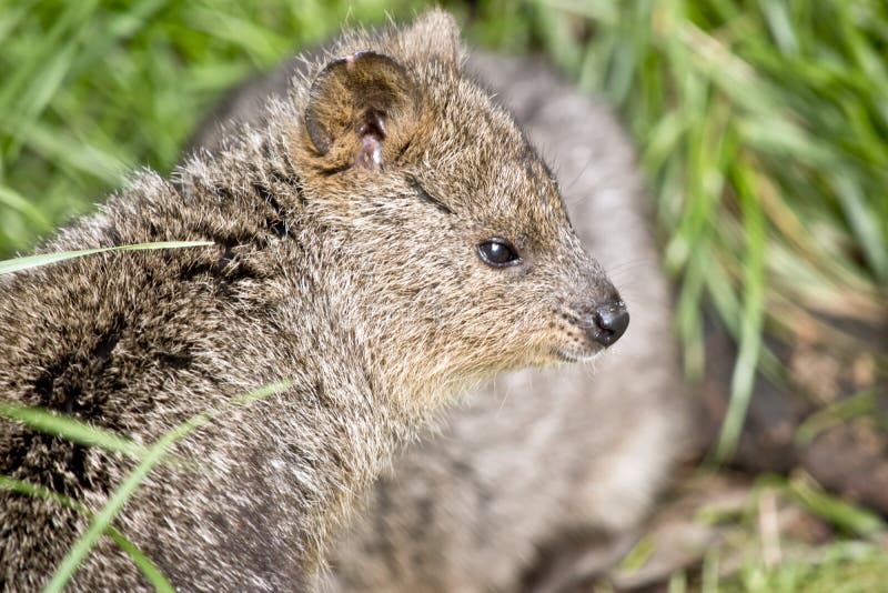 Quokka stock image. Image of australia, brown, quokka - 99130085