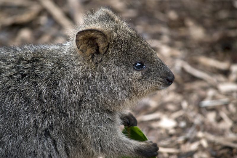 Quokka side view stock photo. Image of nose, brown, marsupial - 108023516