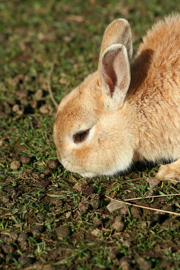 Close up of a rabbit stock image. Image of bunny, mammal - 12236463